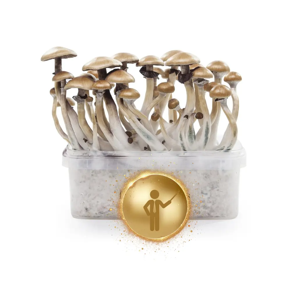 Magic Mushroom Grow Kit - Golden Teacher - Primal Focus