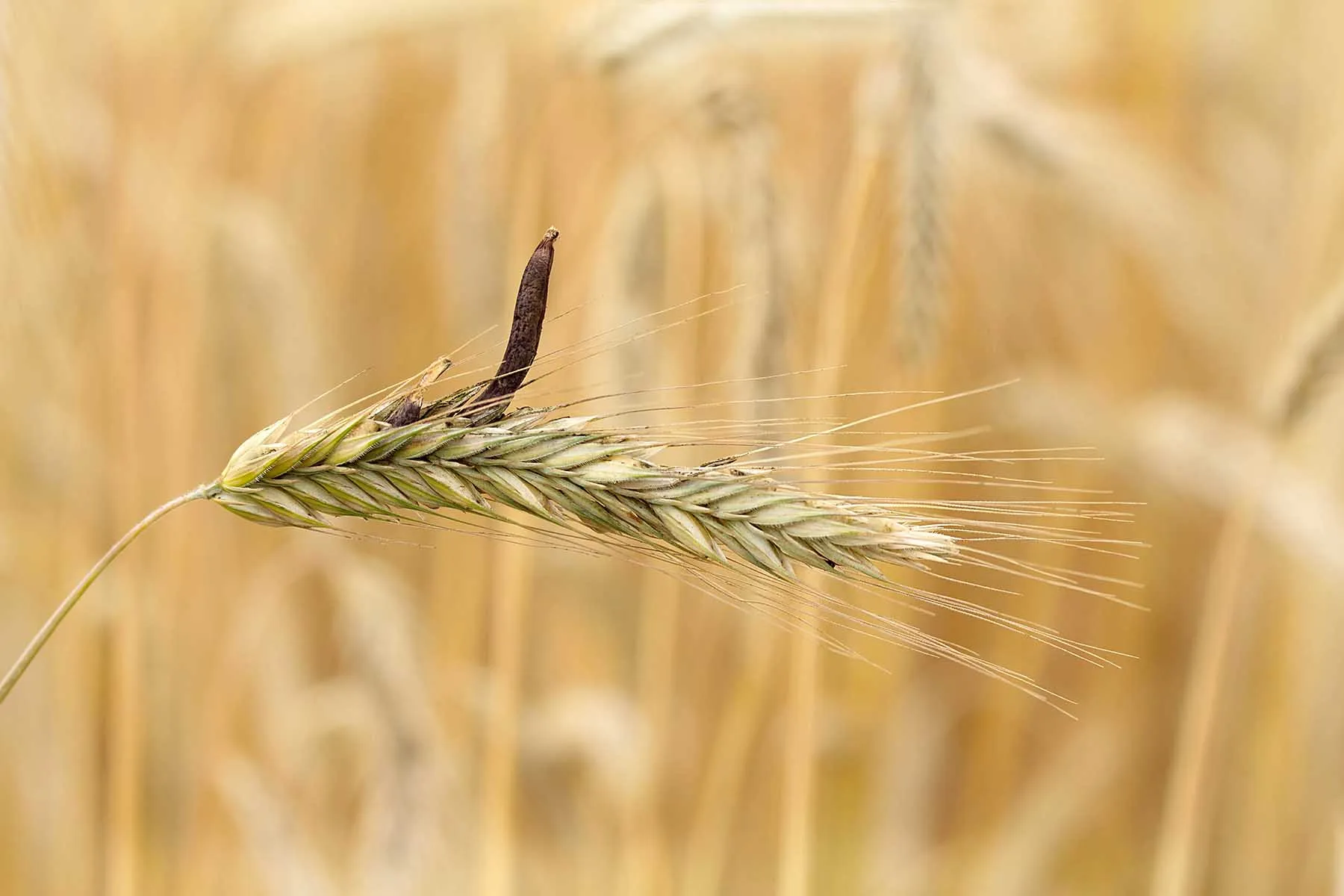 Ergot Fungus: Its Psychedelic History & Impact on LSD